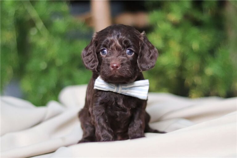 Best Cavapoos Puppies for sale - Cavapoo Puppy for sale 2026